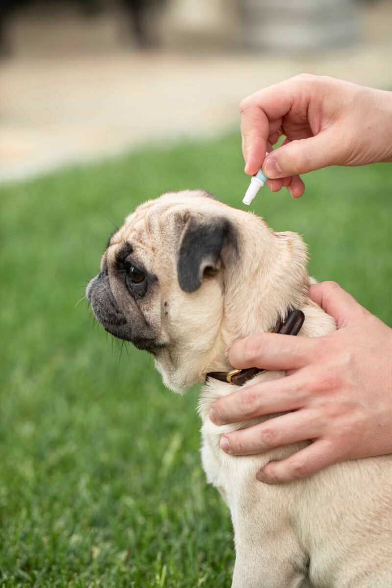 Flea Control Programs | Flea & Tick Treatment in Putnam